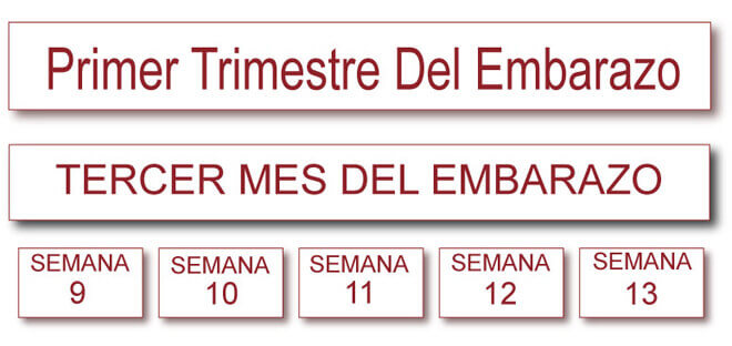 El Tercer Mes Del Embarazo - Sana y Hermosa